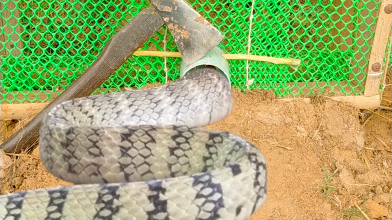 Take a look at how to easily build a wild snake trap with a pre made ...