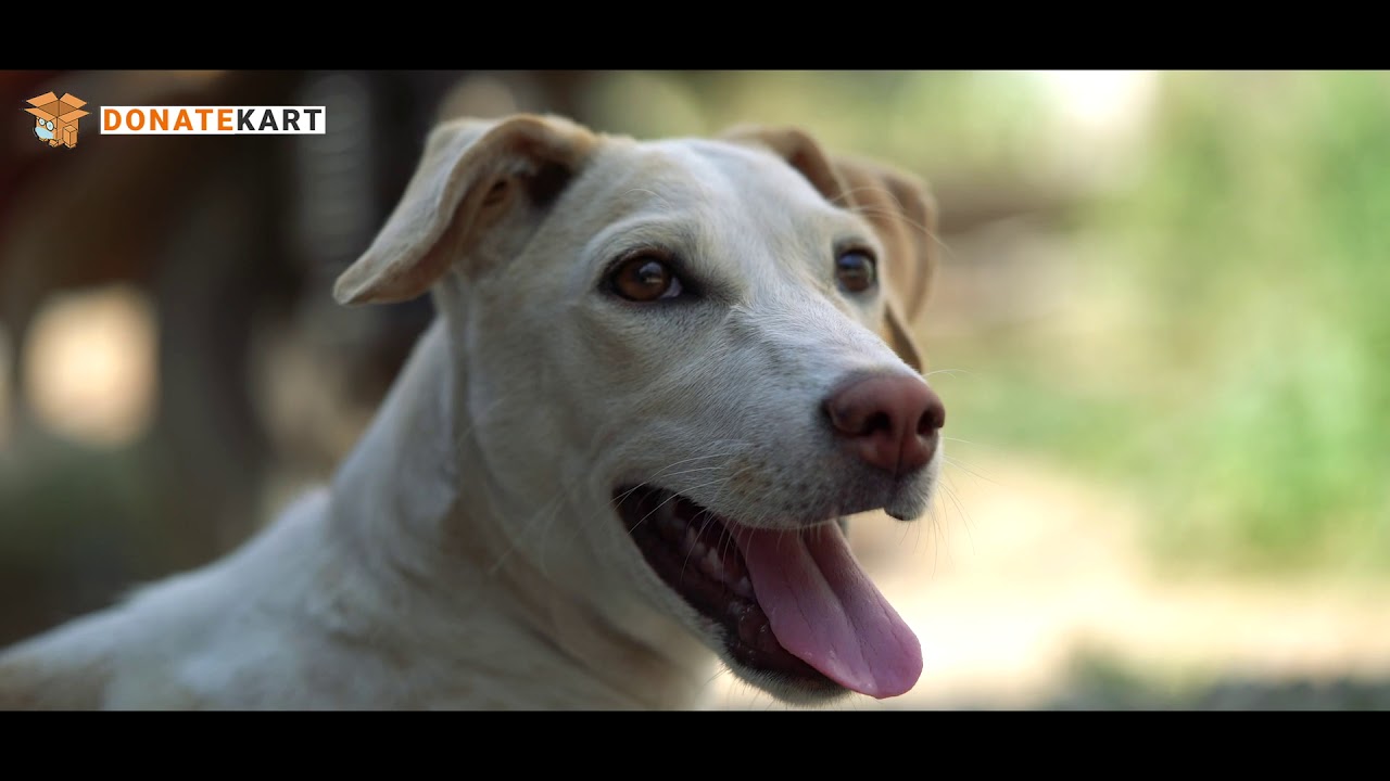 Help us in feeding starving stray animals in lockdown. - YouTube
