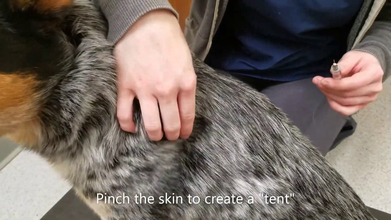 How to Give your Pet a SQ Injection - YouTube