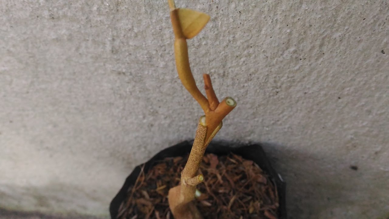 Durian grafting the methods - YouTube