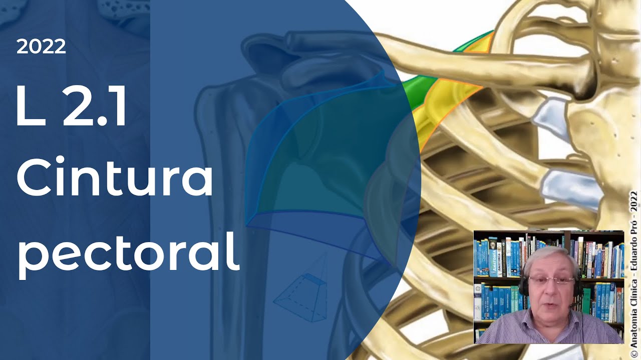 L2.1 | Cintura pectoral | Profesor Eduardo A. Pró | Anatomía 2 | FMed ...