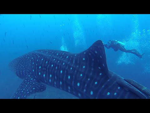 Diving with sharks at Cocos Island. Soundtrack by Milana Zilnik and Arty Sandler