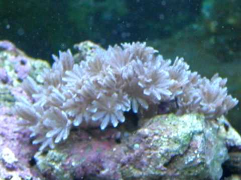 Pulsing Xenia in my Saltwater Fish tank - YouTube