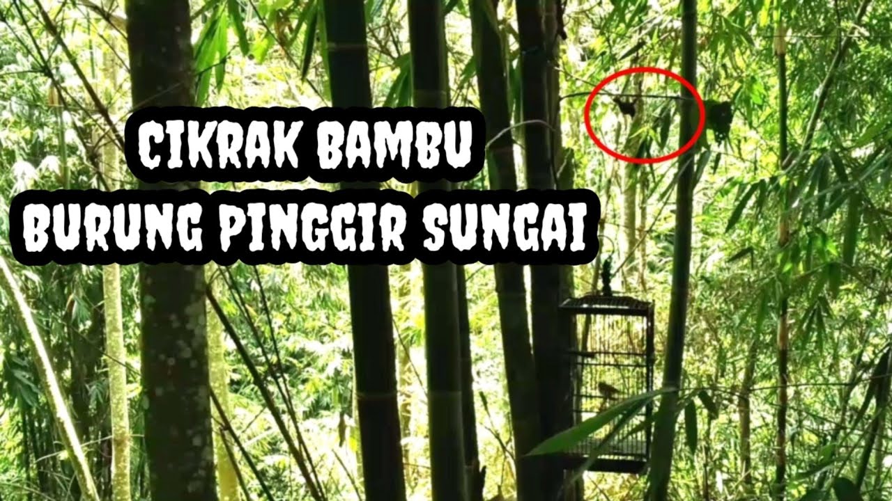 Pikat Burung Cikrak Bambu Jantan Dengan Untulan Betina - YouTube