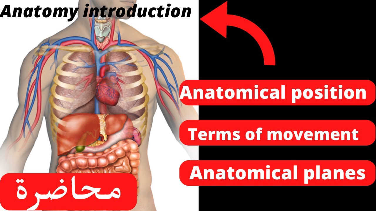 1 - introduction to human anatomy شرح - YouTube