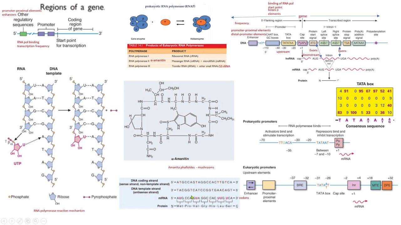 transcripción procariota eucariota RNA polimerasa caja TATA biología ...