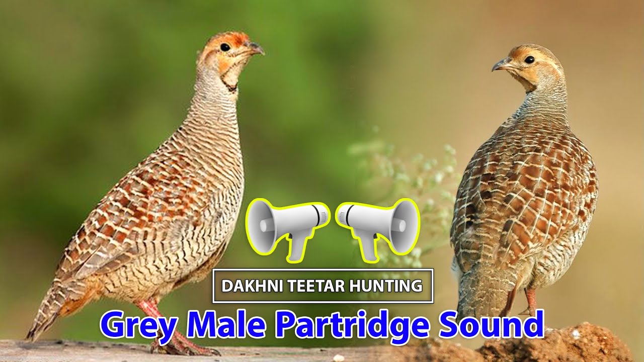 Hunting Male Grey Partridge Sounds | Shikar Nar Teetar Awaz | Male ...