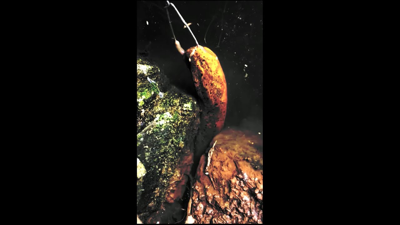 Amazing Fishing in Eel Hole with Fishing bait - 2020 - YouTube