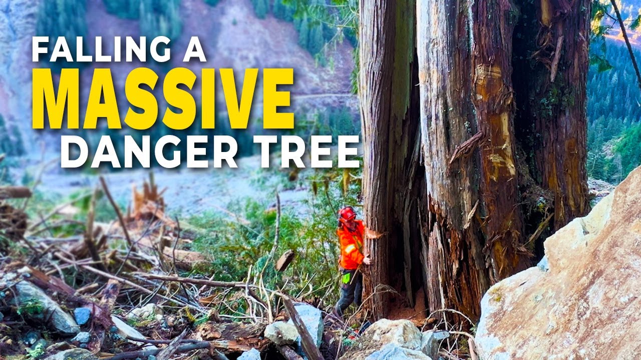 8. Huge Danger Tree Hits the Road - YouTube