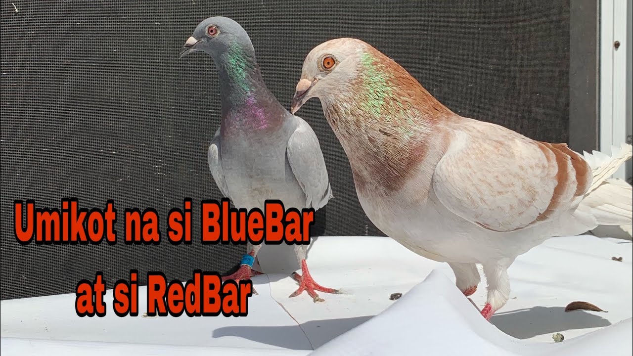 Umikot na kalapati natin si bluebar at redbar - Pensacola Florida ...
