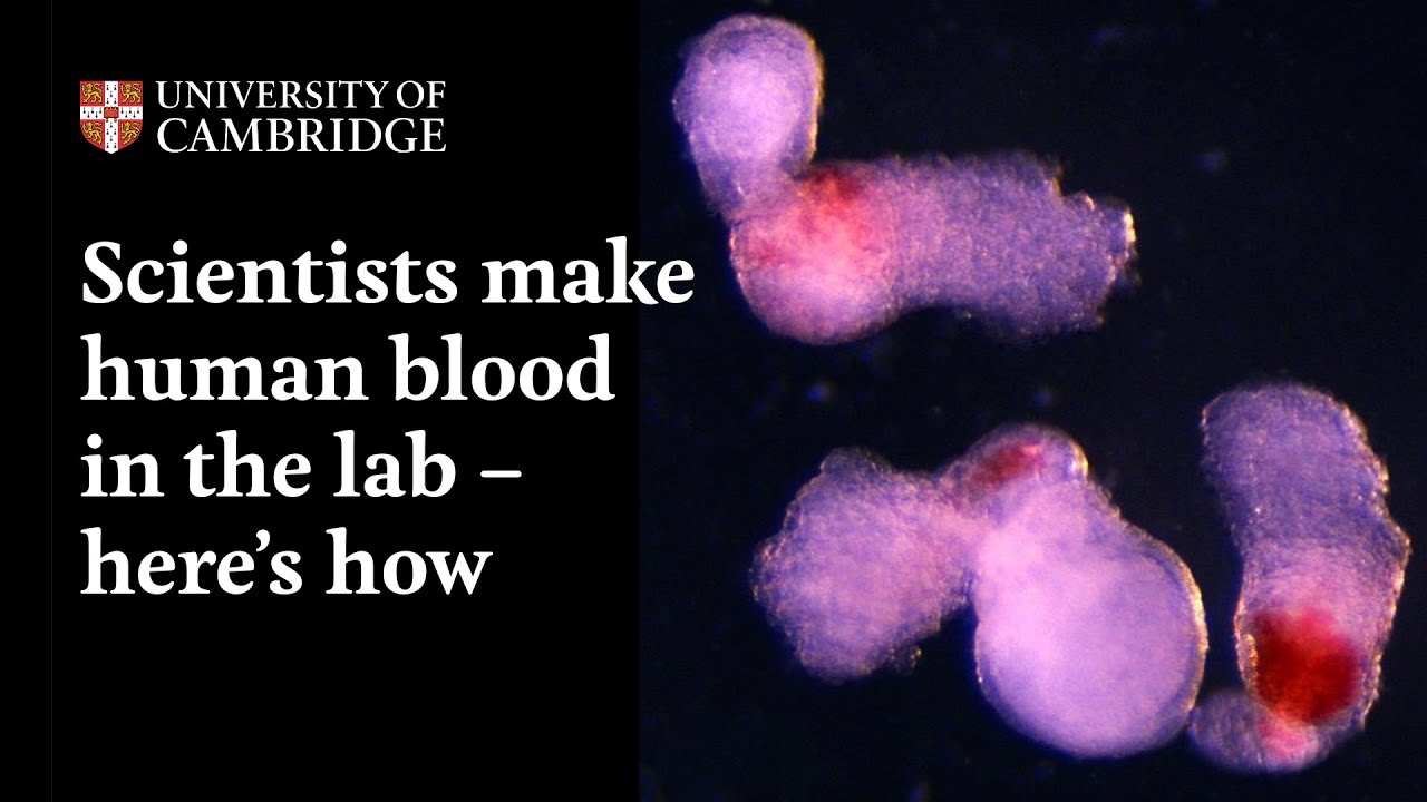 Researchers Created Structures That Produced Blood Cells in the Lab ...