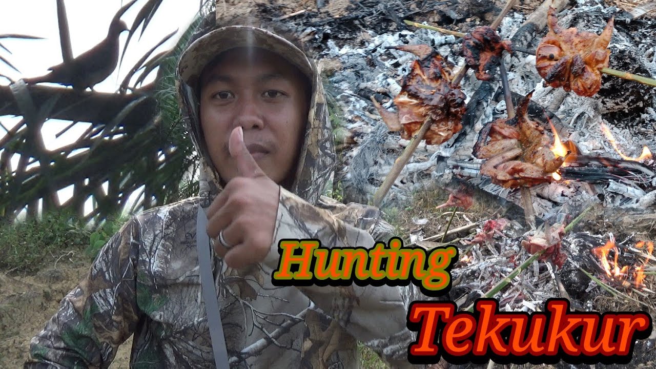 Berburu burung Tekukur Langsung Bakar di Tempat🔥🔥‼️HUNTING AND COOKING ...