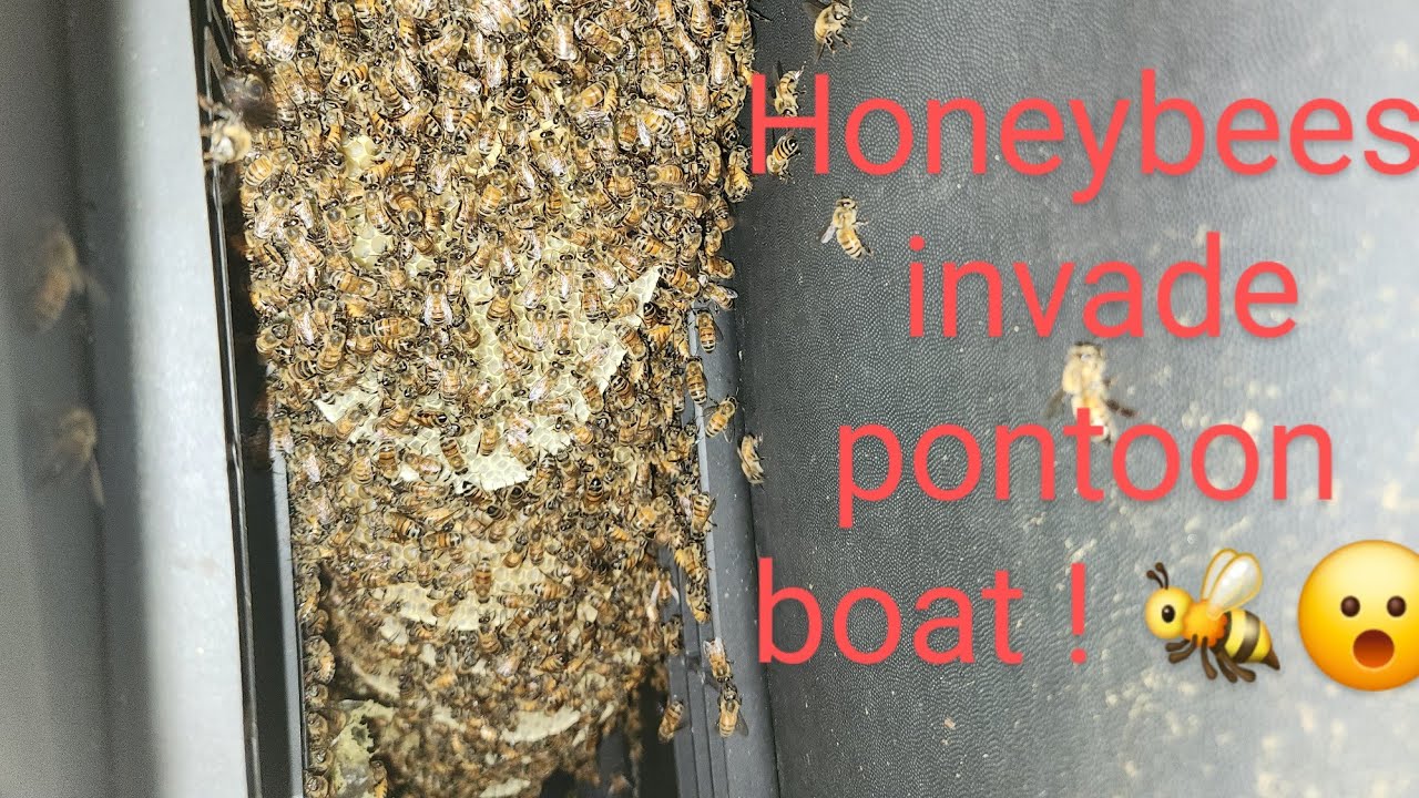 Honey Bees Rescued From Pontoon Boat - YouTube