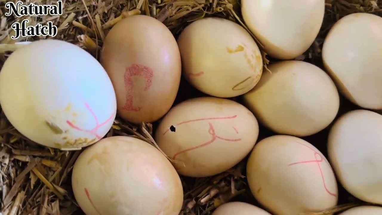 12 Chicks Hatched Form 14 Eggs🙉| Hen Hatching Eggs 19 Days | Assel ...
