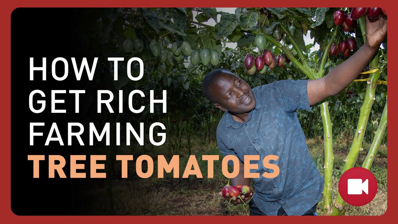 No College? No Problem! How to Get Rich Farming Tree Tomatoes - YouTube