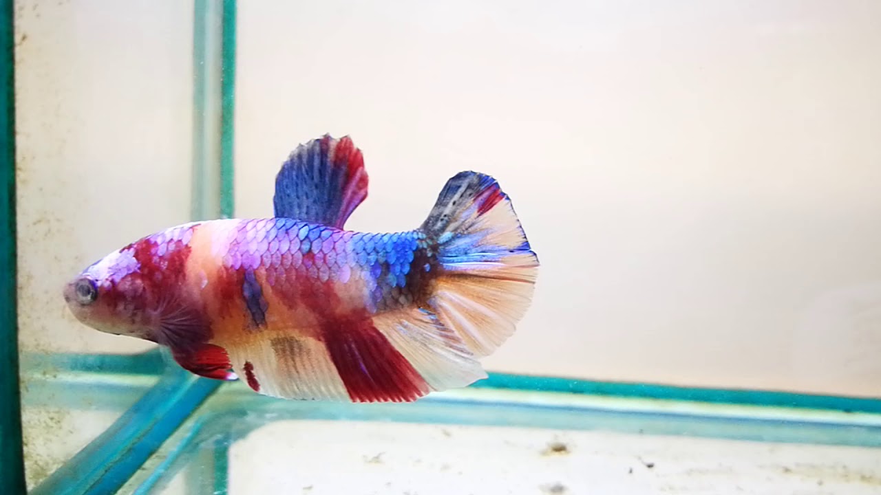 Betta maschio HMPK Candy Cod.112 - www.lamangrovia.com - YouTube