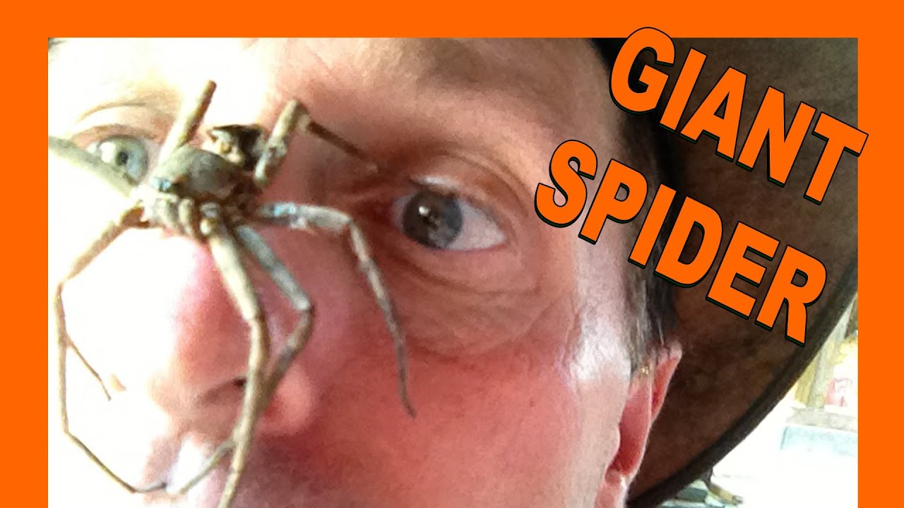 🐝 My Pet Huntsman Spider - Real Japan Monsters - YouTube