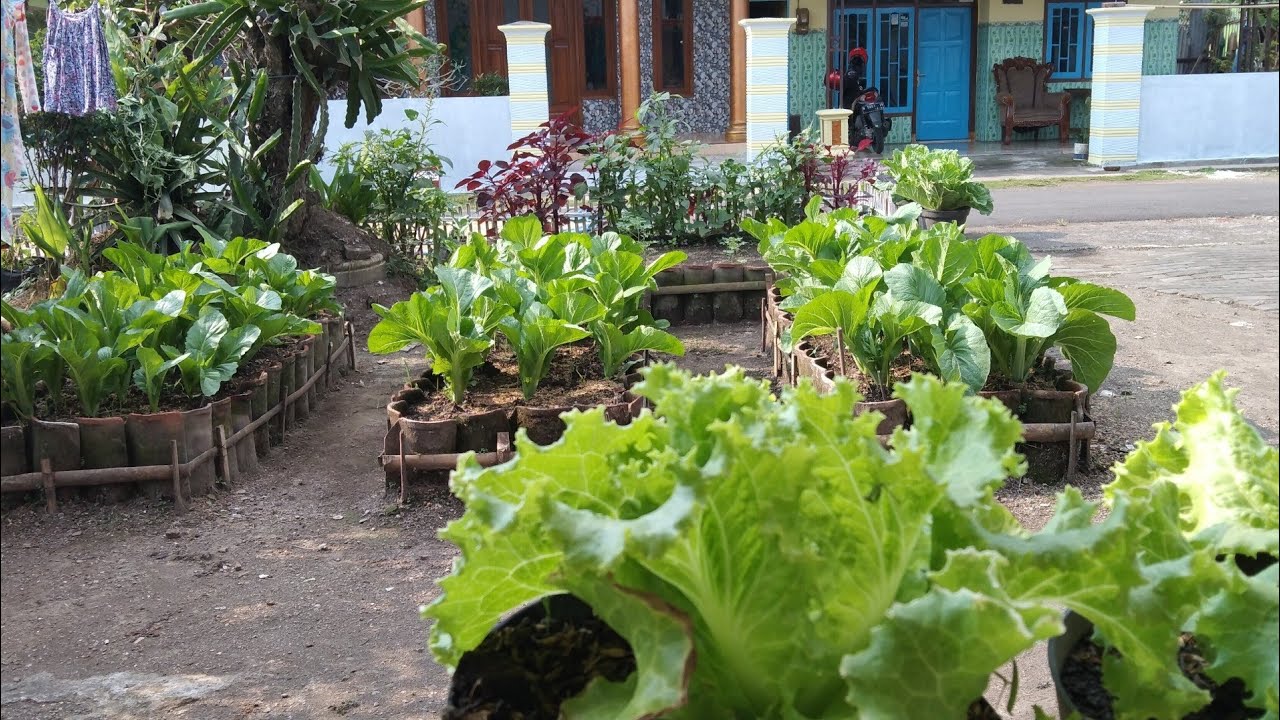 cara membuat media tanam sayur || how to create a vegetables growing ...