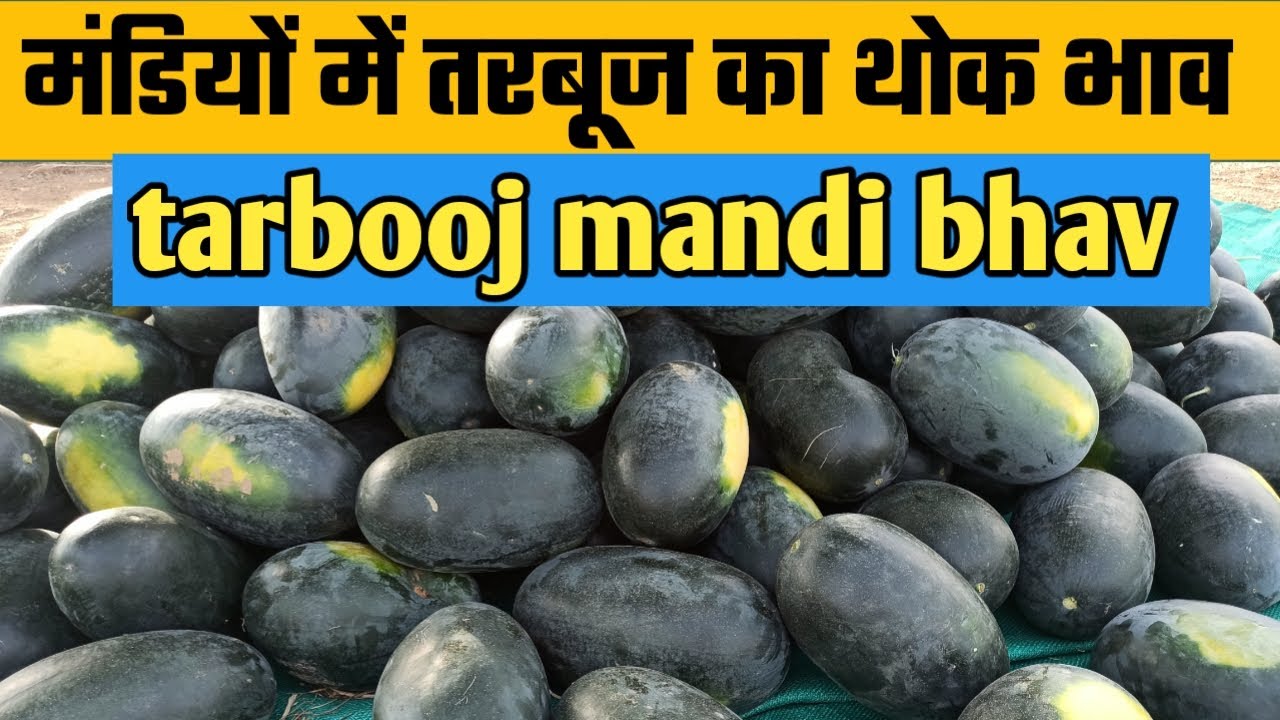 मंडियों में तरबूज का थोक भाव | Tarbooj mandi bhav today - YouTube