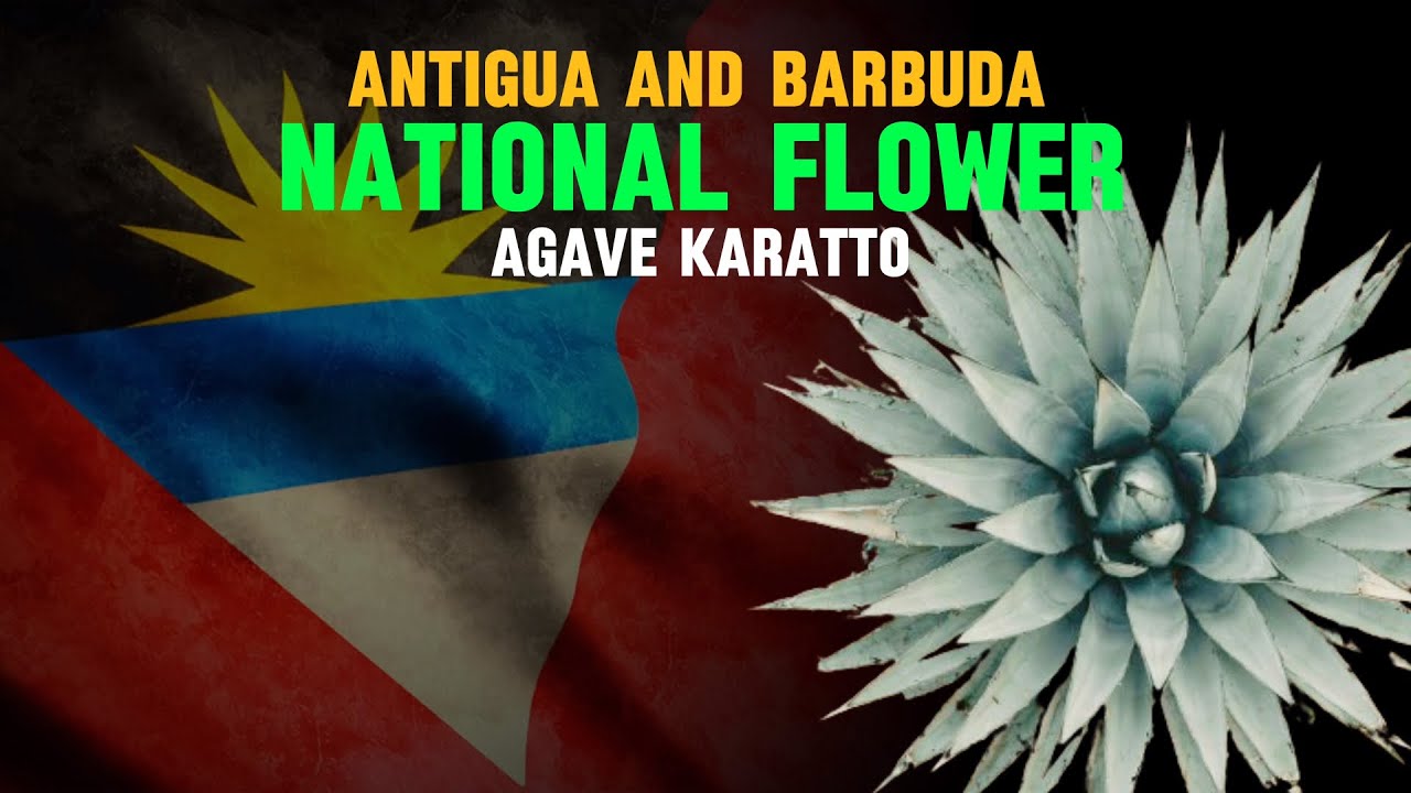 What is the national flower of Antigua and Barbuda? - YouTube