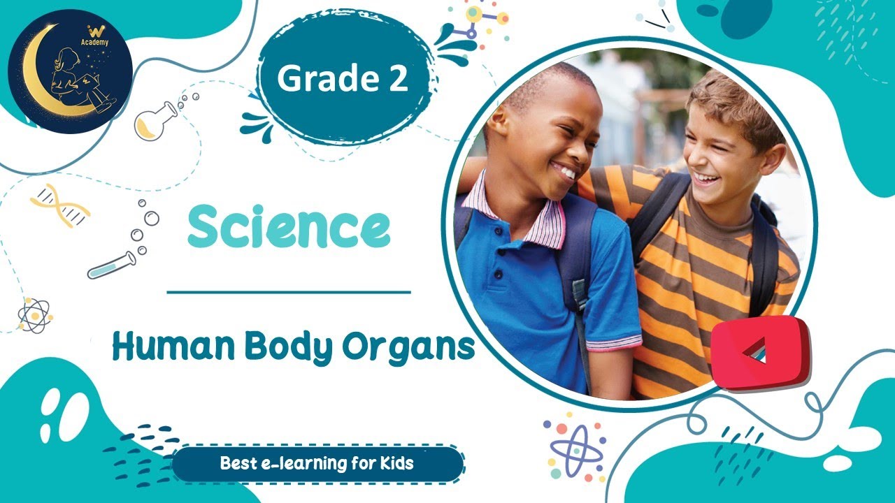 Human Body Organs - Science Grade 2 - YouTube
