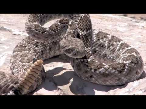 Twentynine Palms Range Safety Video - NREA