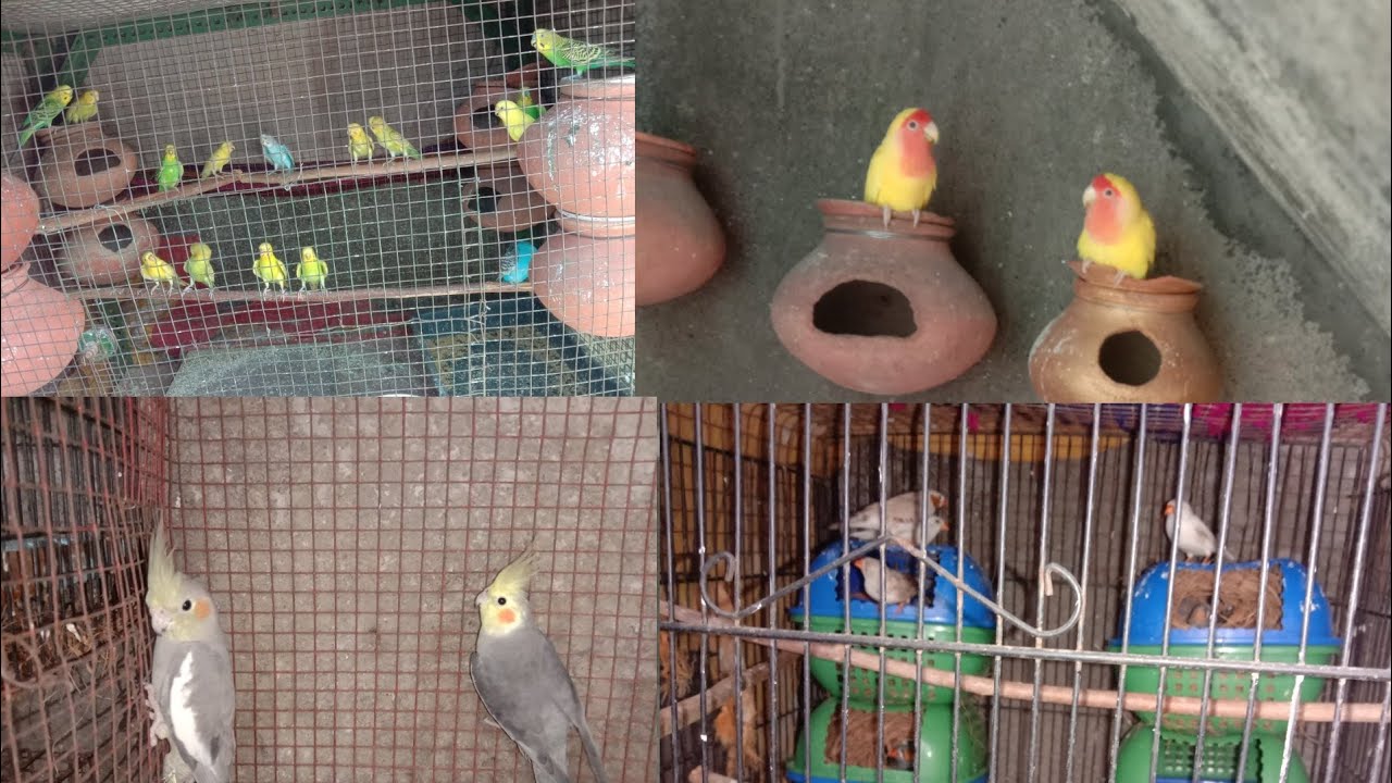 my new birds ,bajari perrot, love birds parrot, kokatil parrots, and my ...