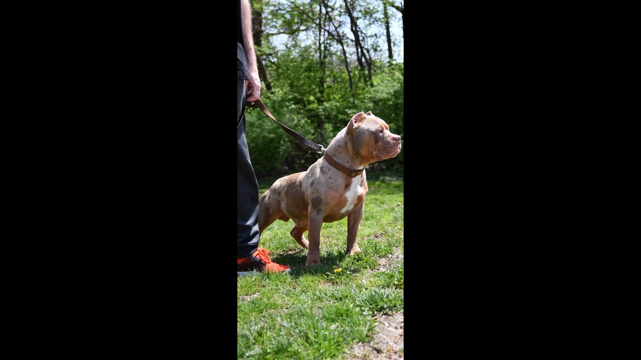 American Bully platinum tri merle TKs Rampage and TKs Majesty litter 2 ...