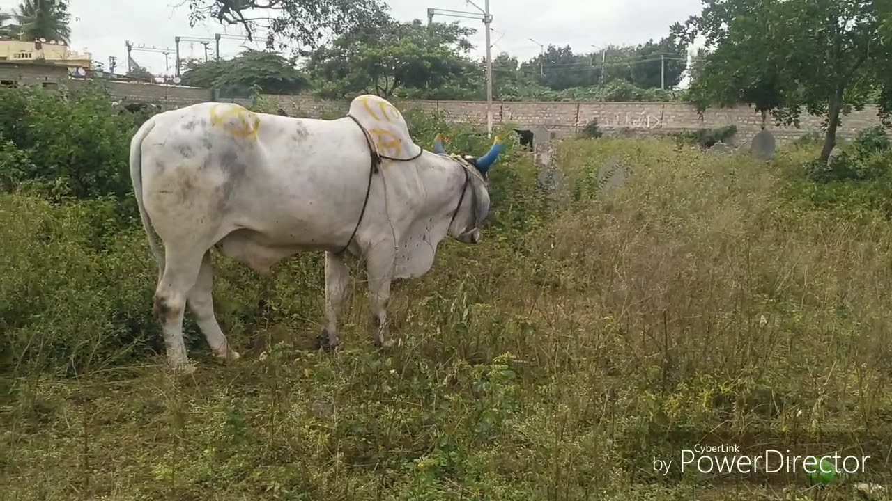Rest time for our Deoni Bull - YouTube