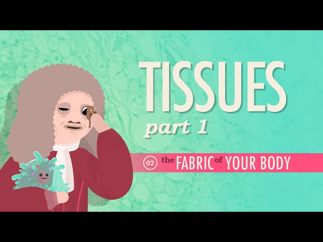 Video Summary - Tissues, Part 1: Crash Course Anatomy & Physiology #2