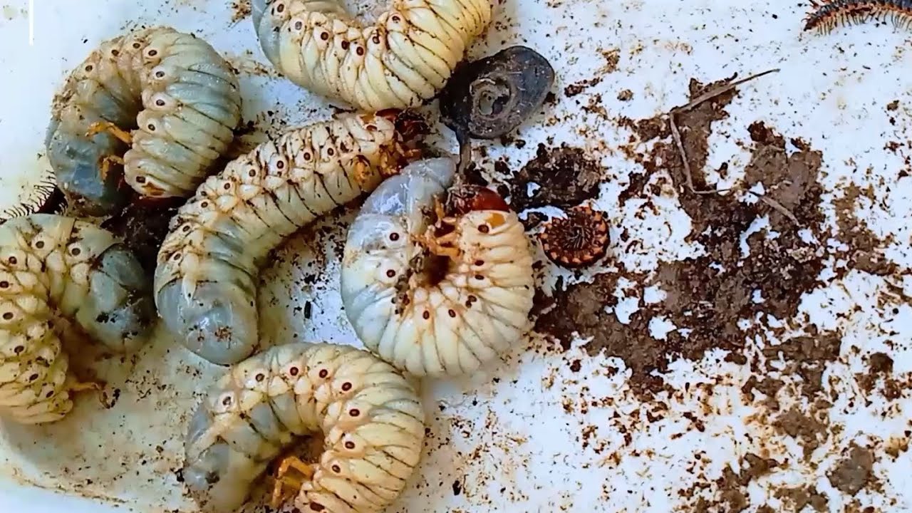 Looking for many unique worms in the wet land - YouTube