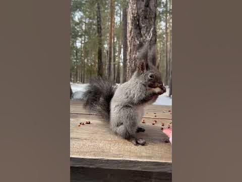 Бельчонок ест орехи с рук #байкал #белка #аршан #саяны - YouTube