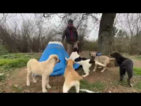 Let's protect stray animals, let's help them - YouTube