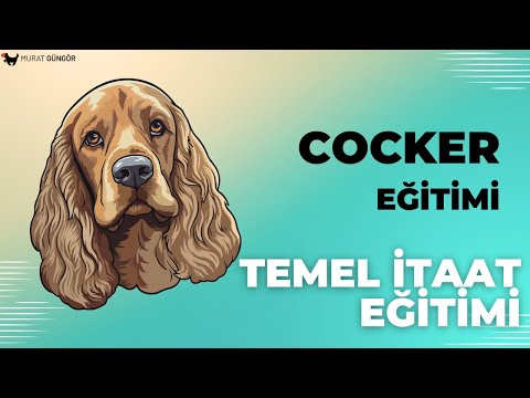 Cocker Eğitimi - Köpek Temel İtaat Eğitimi #köpekeğitimi