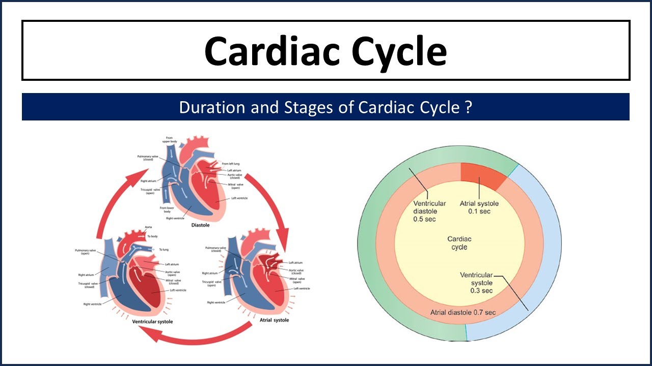 What is Cardiac Cycle ? Duration of Cardiac Cycle - YouTube