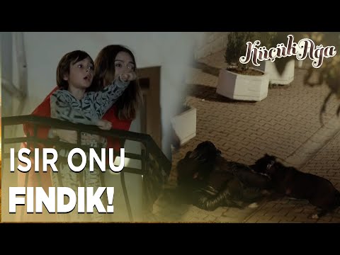 Mehmet Can'ın Köpeği Fındık Hırsızları Yakalıyor - Küçük Ağa Özel Klip