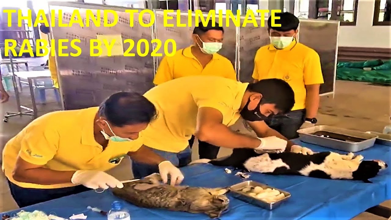 THAILAND TO ELIMINATE RABIES BY 2020 - YouTube