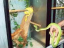 Manokwari Green Tree Python color change - YouTube