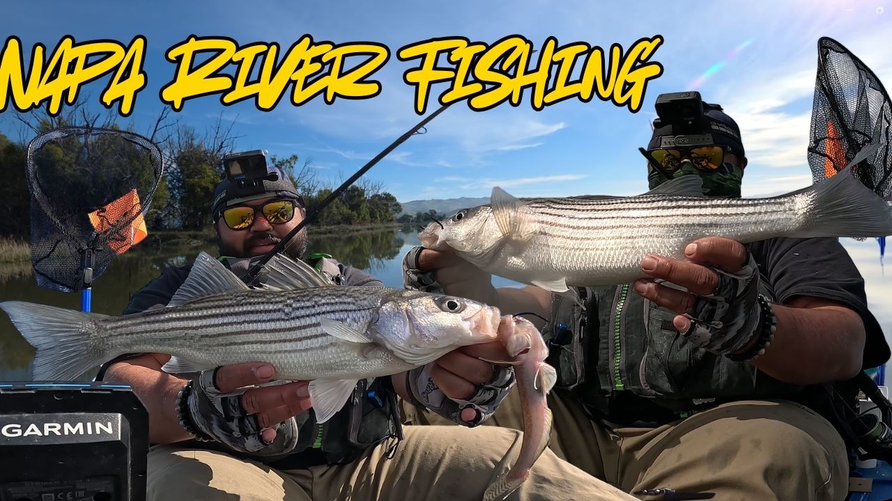 Napa River Striper Fishing With Live Mudsuckers and Anchovies - YouTube