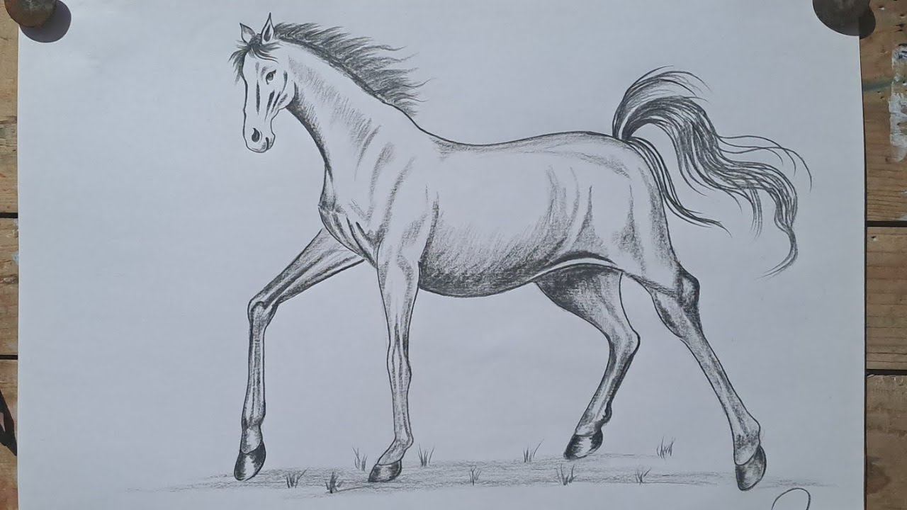 How to Draw Horse easy || Horse drawing for beginners - YouTube