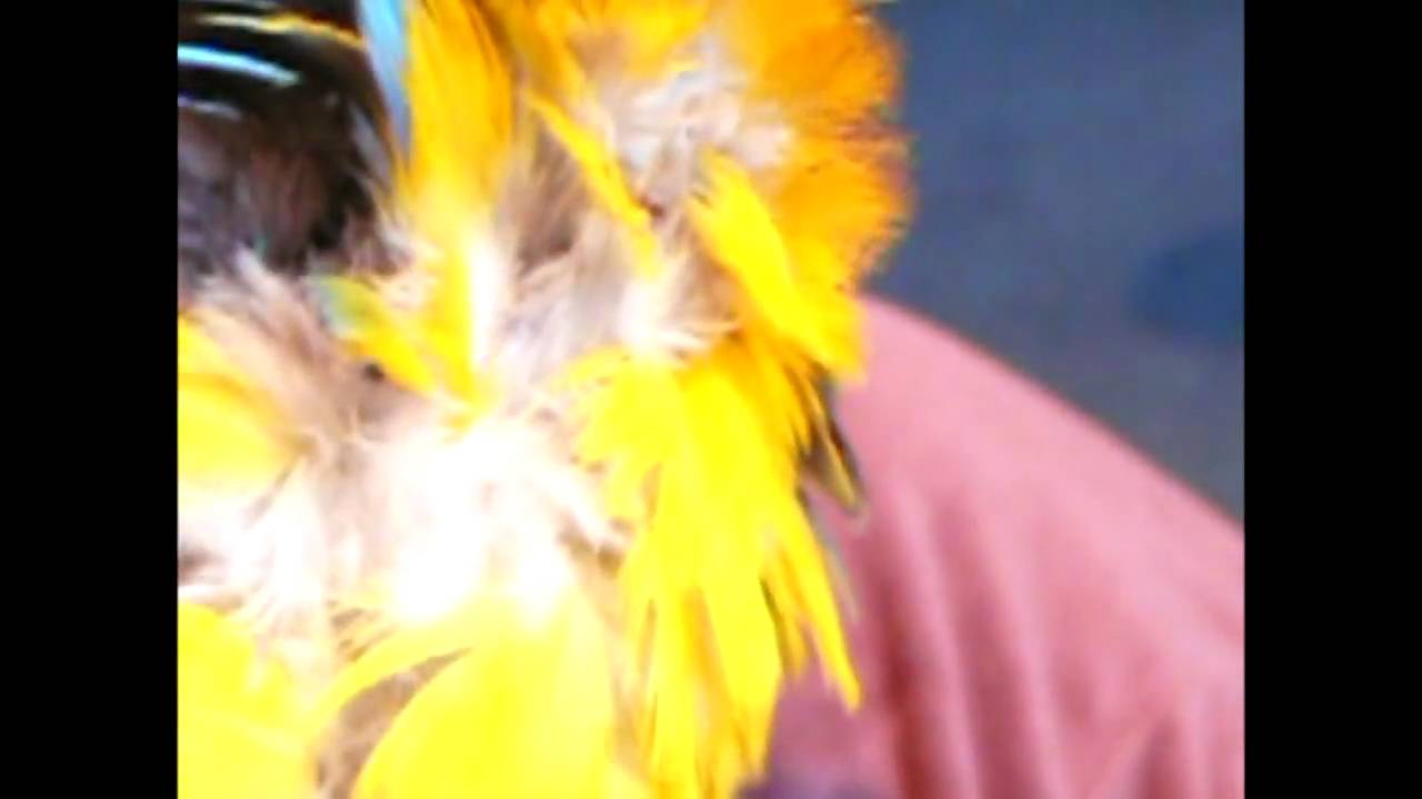 Macaw Molting - YouTube