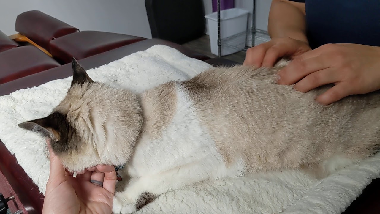 Cat chiropractic adjustment - YouTube