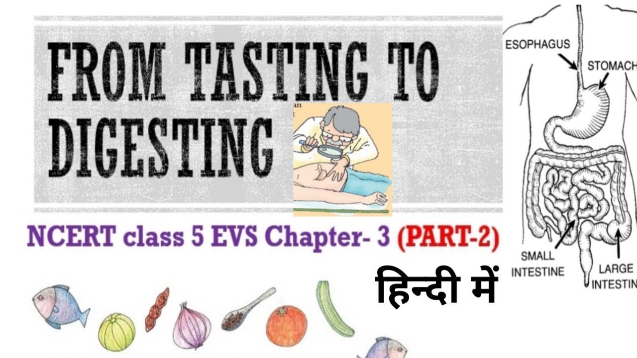 NCERT Class 5 EVS Chapter 3 (Part-2) From Tasting To Digesting in हिंदी ...