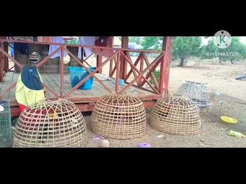 saib me nyuam qaib dib qua zoo heev 20224 - YouTube