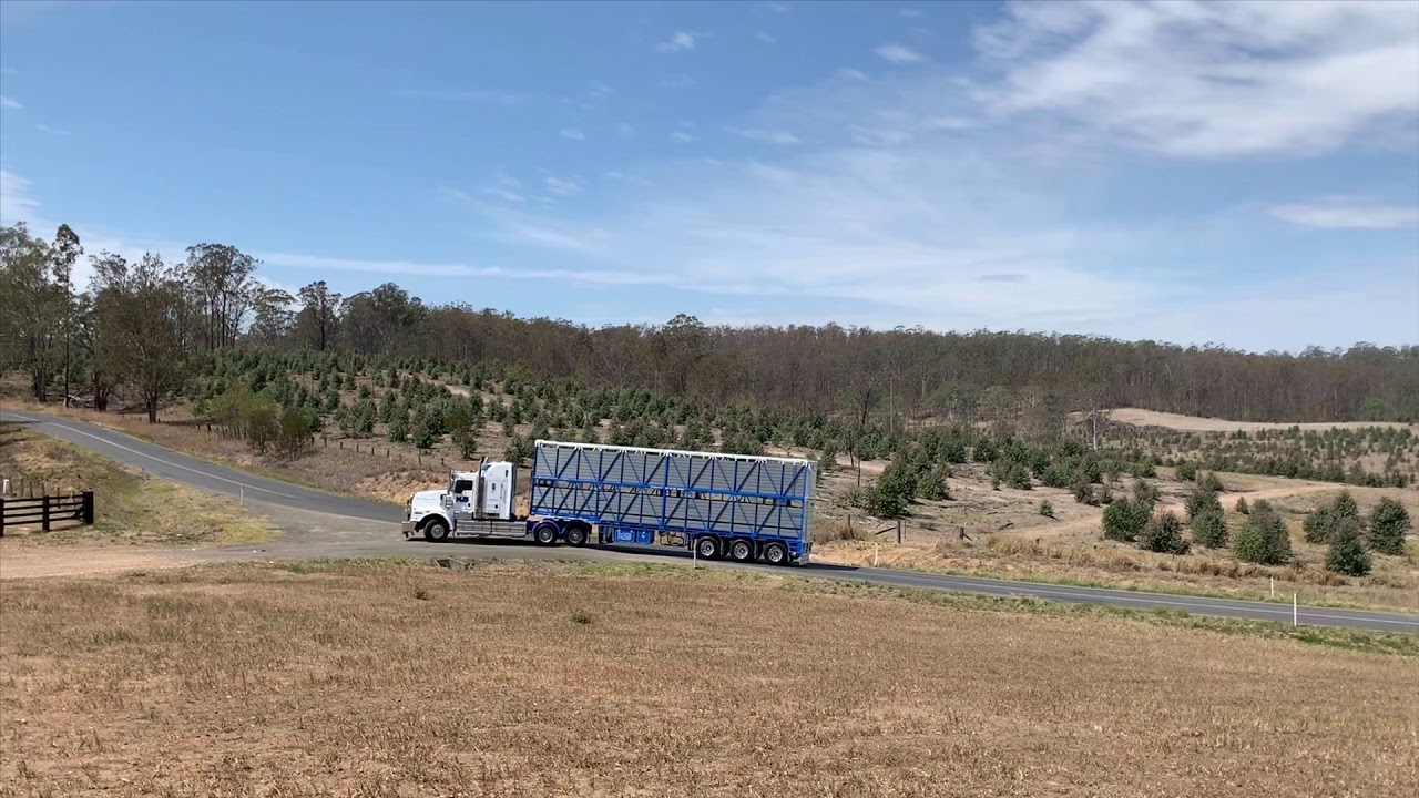 Rytrans cattle trailer 2019 - YouTube