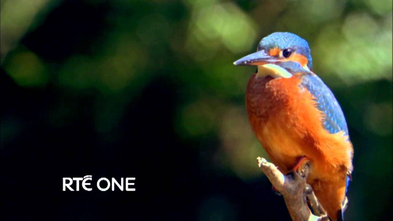 Wild Cities | RTÉ One | Continues Sunday 15th May 6.30pm - YouTube