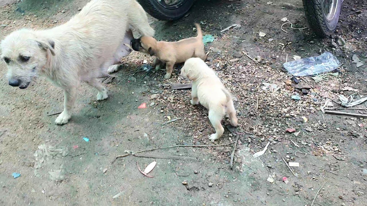 Adorable puppies needed more exstra food, they drink milk mot enough # ...