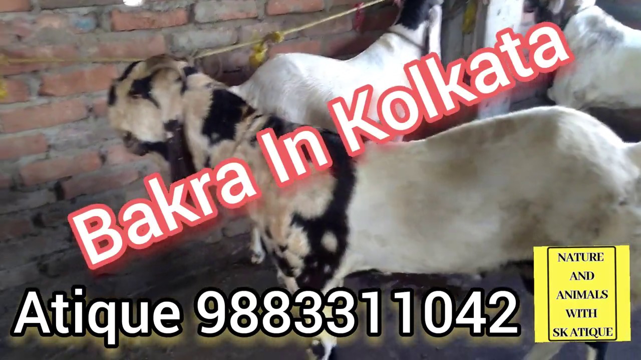 Bakra Eid 2020 Kolkata Totapari Bakra Collection Sale Heavy Weight ...