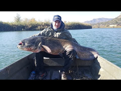 Big Catfish Spinning On River Ebro - Silicon Lure - Som - Silure - Wels ...