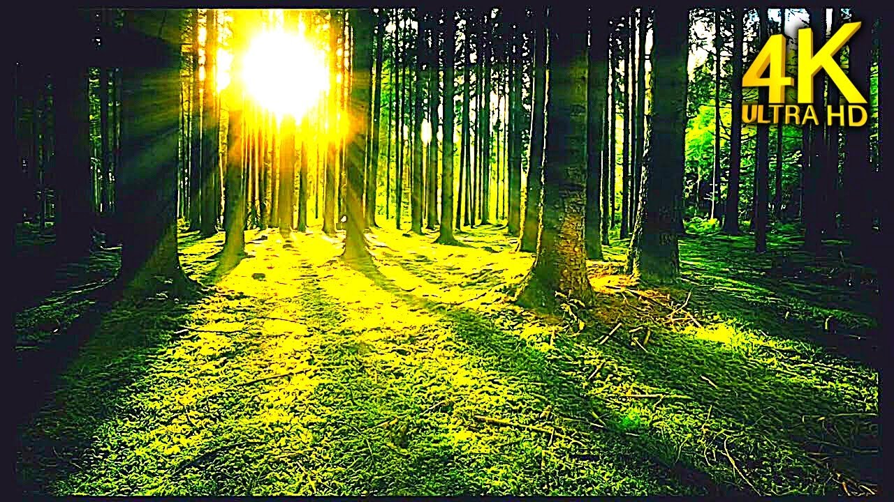 Most Relaxing Music • Piano Music, Bird Sounds & Soothing Sounds of ...